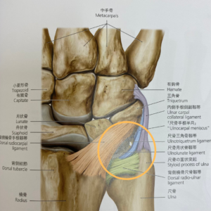 TFCC損傷 〈手首のスポーツ障害〉 | 新潟市｜いのラボ接骨院グループ
